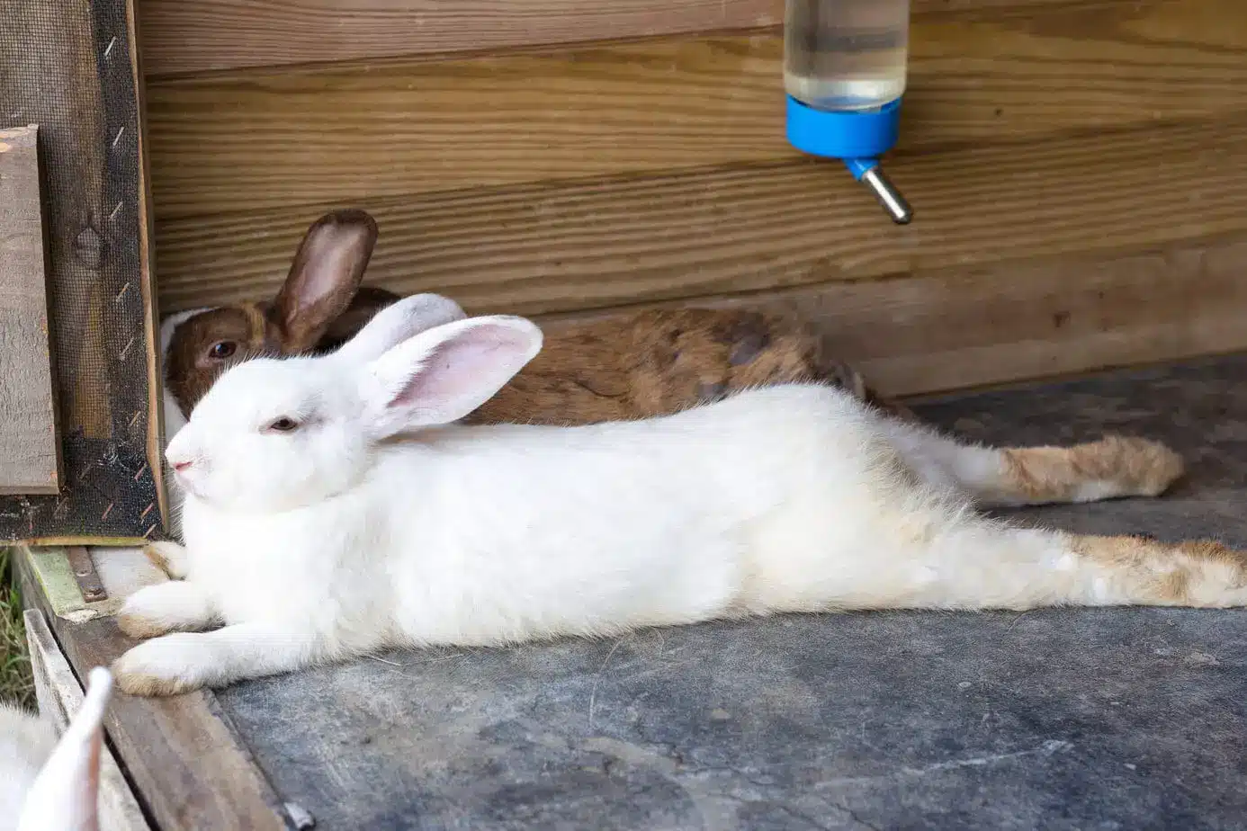 How Long Do Rabbits Sleep