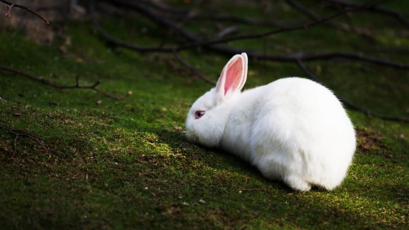 What Does A White Rabbit Symbolize
