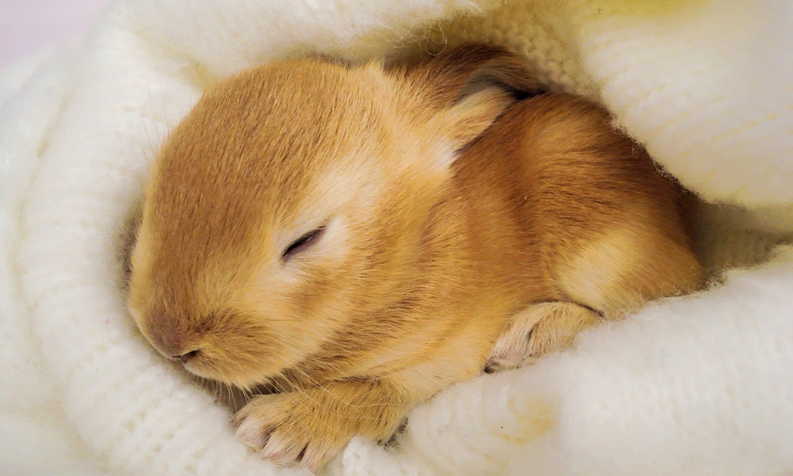 Do Rabbits Sleep With Their Eyes Open