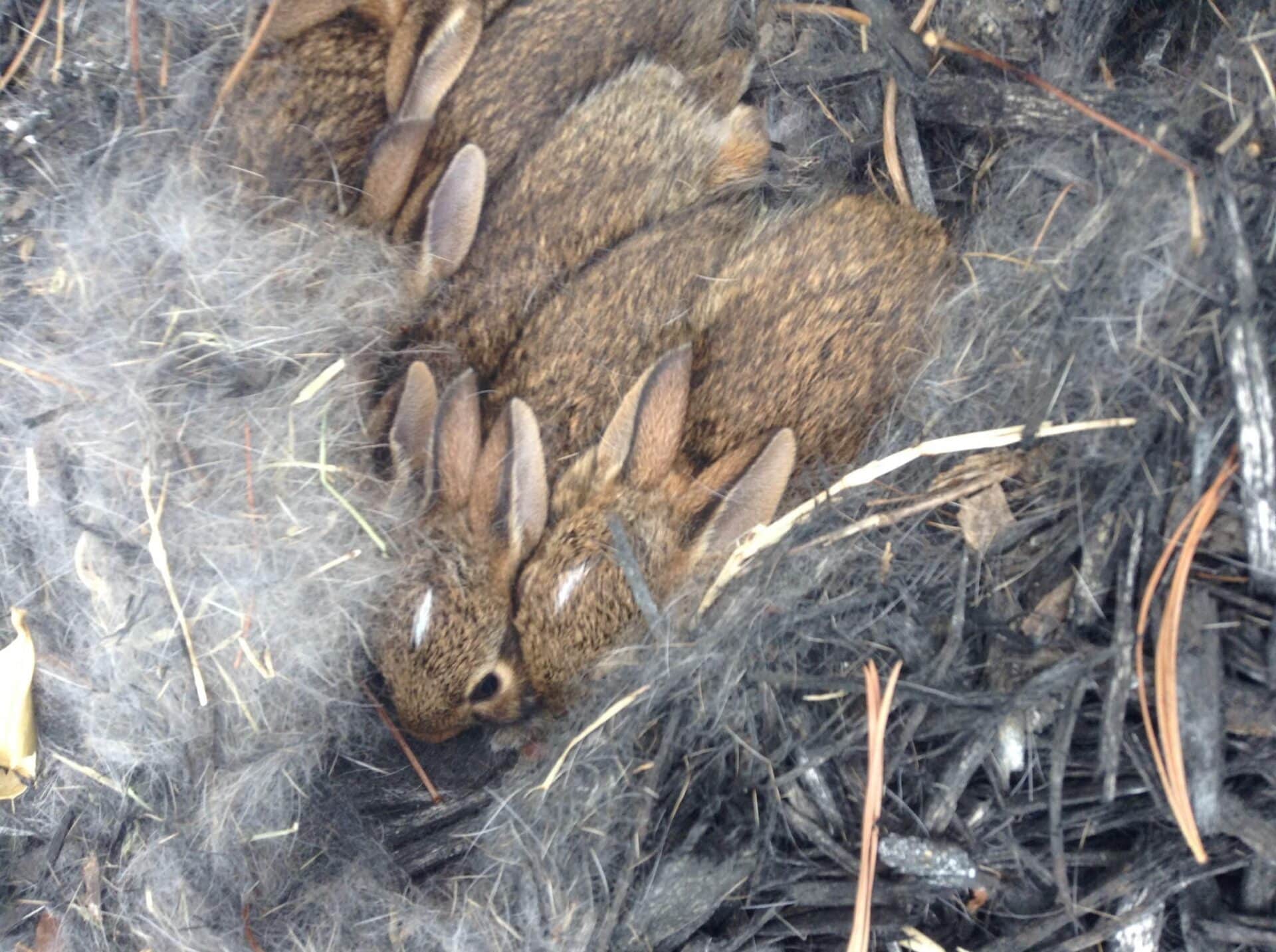 How To Find Rabbit Nests