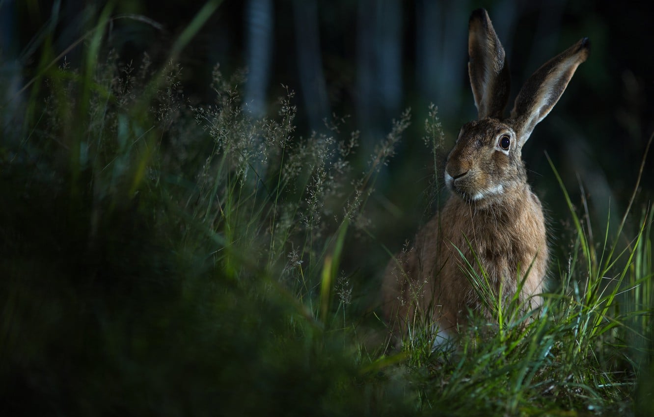 Can Rabbits See In The Dark