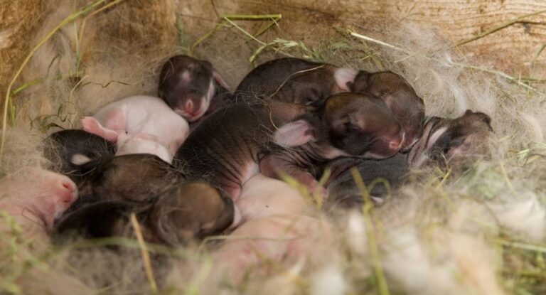 How To Care For Newborn Rabbits Without A Mother