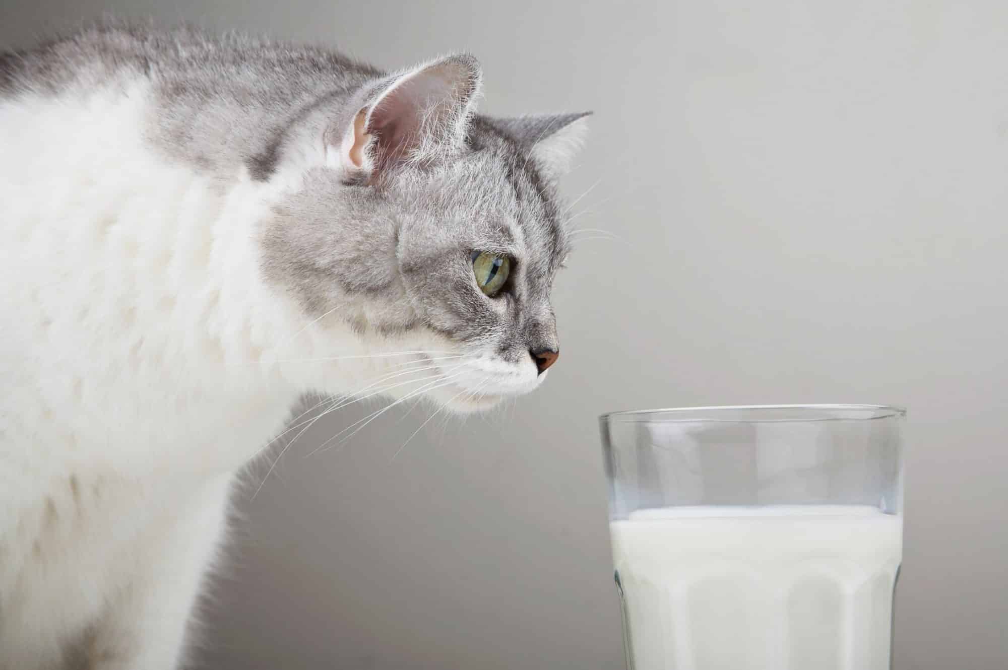 Why Do Cats Like Milk.