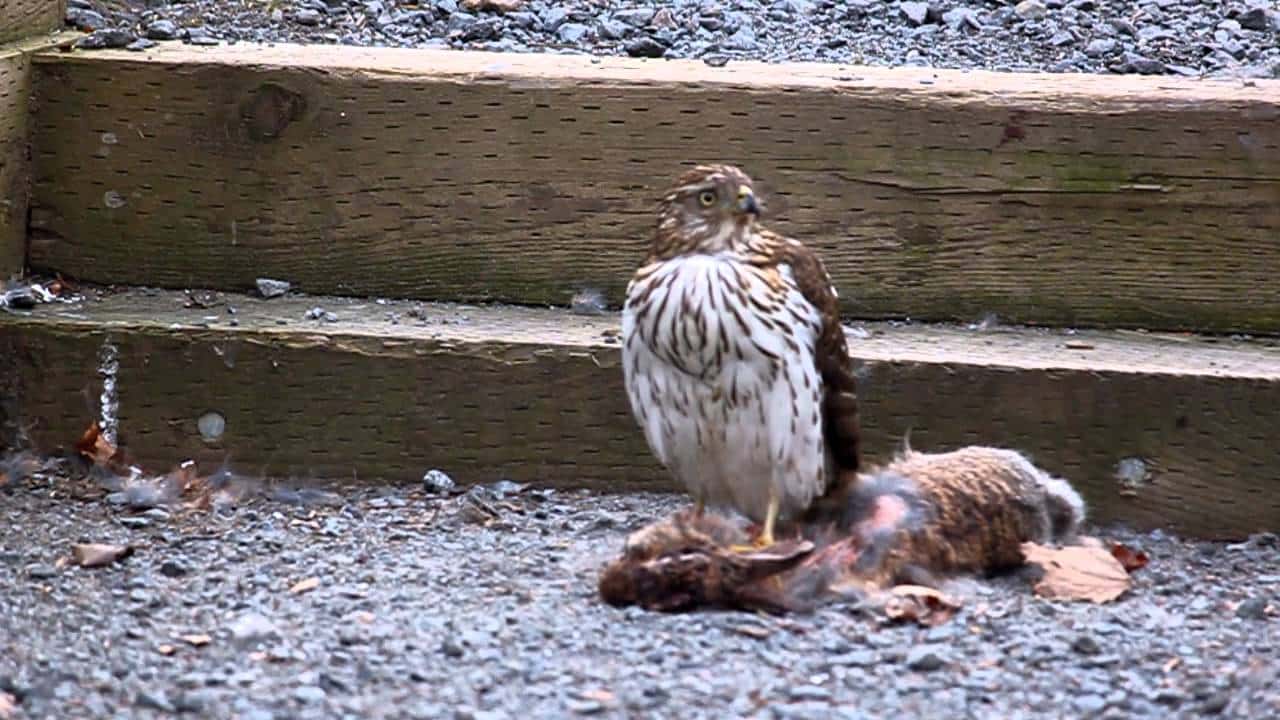 Do Hawks Eat Rabbits