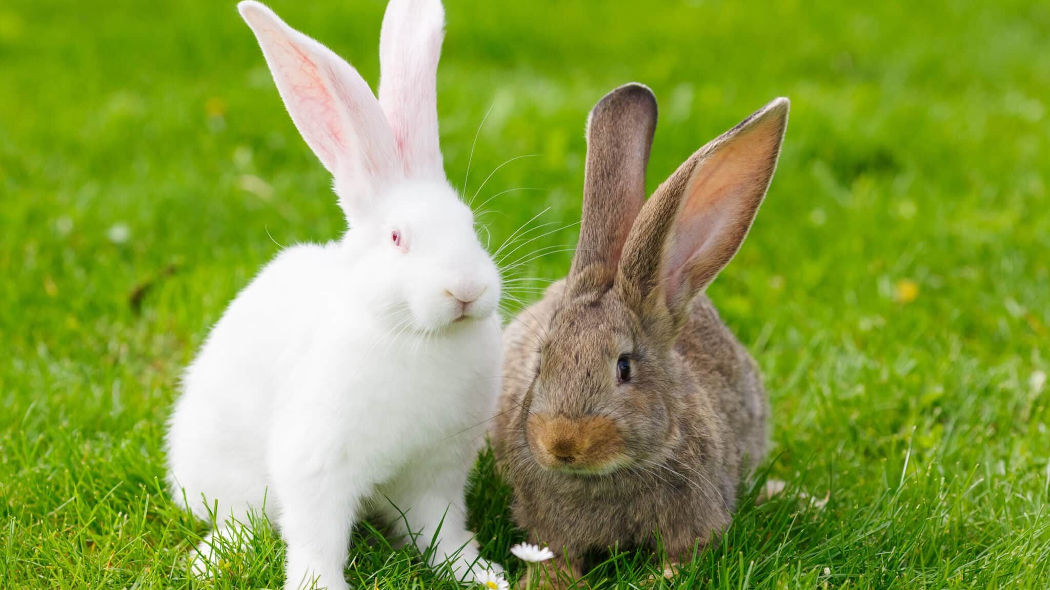 What Is A Male Rabbit Called