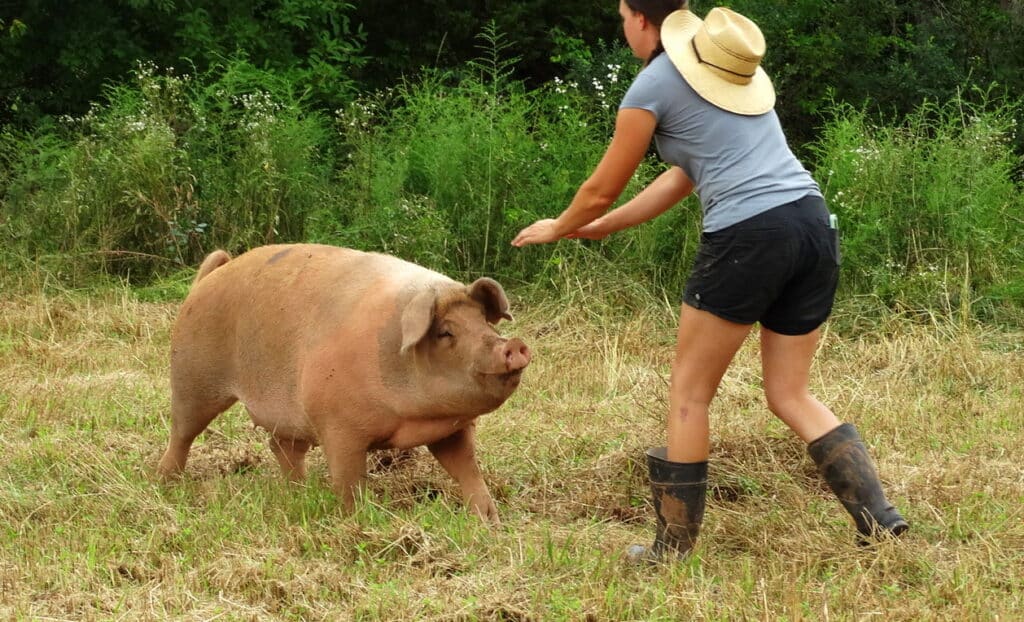 What Are Female Pigs Called