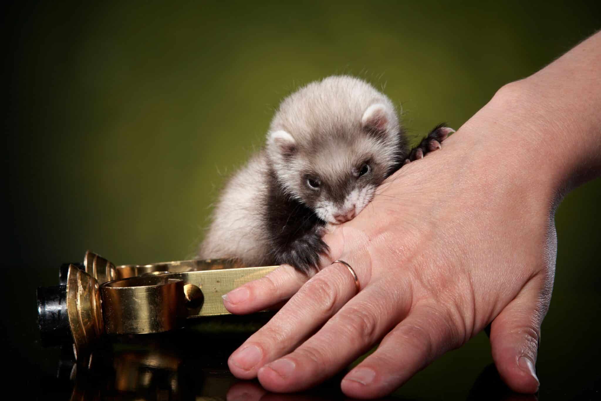 Do Ferrets Bite