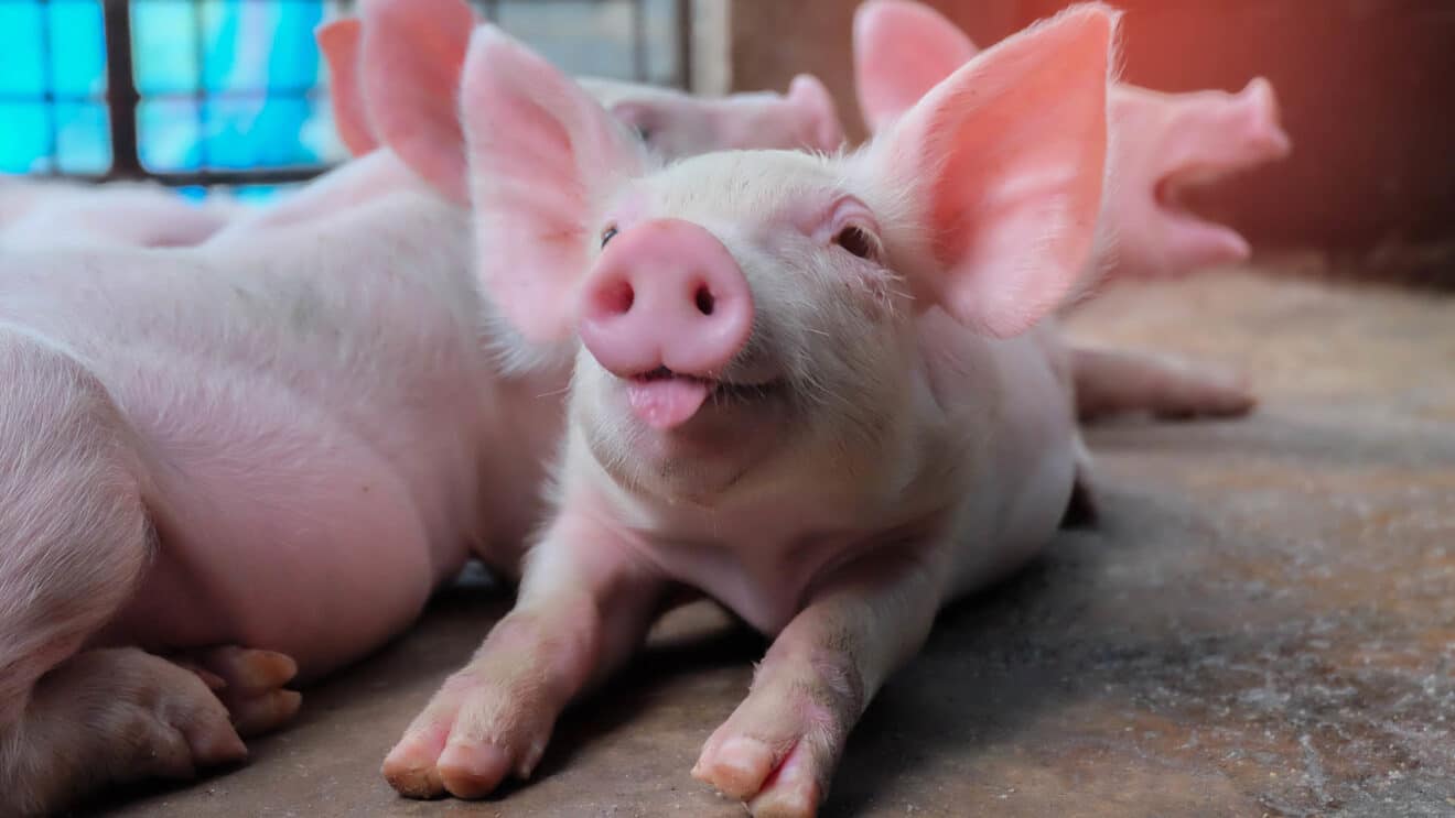 Why Are Pigs Pink