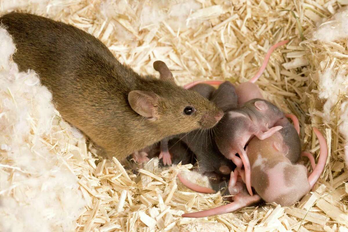 How Many Rats In A Litter