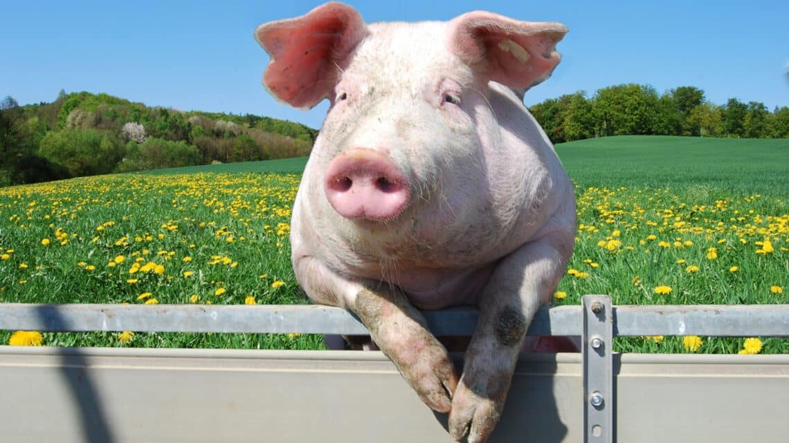 Why Did The Gadarenes Have Pigs