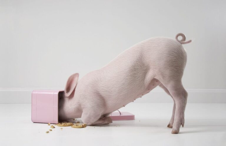 Why Are Pigs Pink