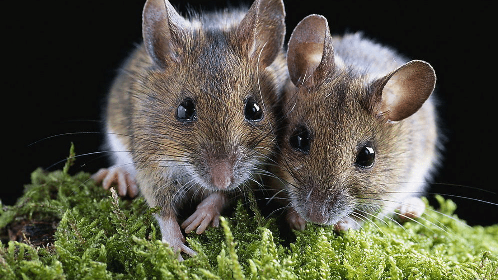 What Do Rat Bites Look Like