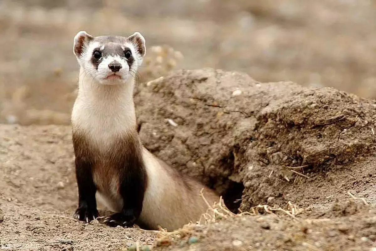 Are Ferrets Blind