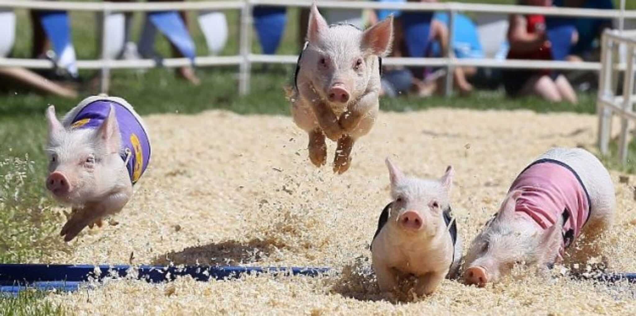 How Fast Can Pigs Run - Teeny Tiny Tails