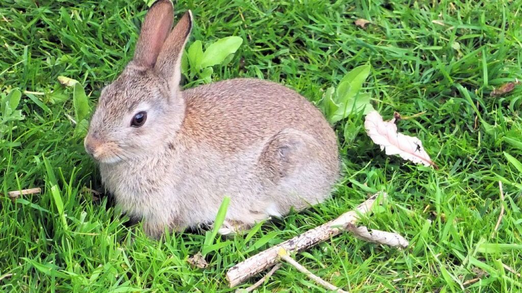 Is A Rabbit A Primary Consumer