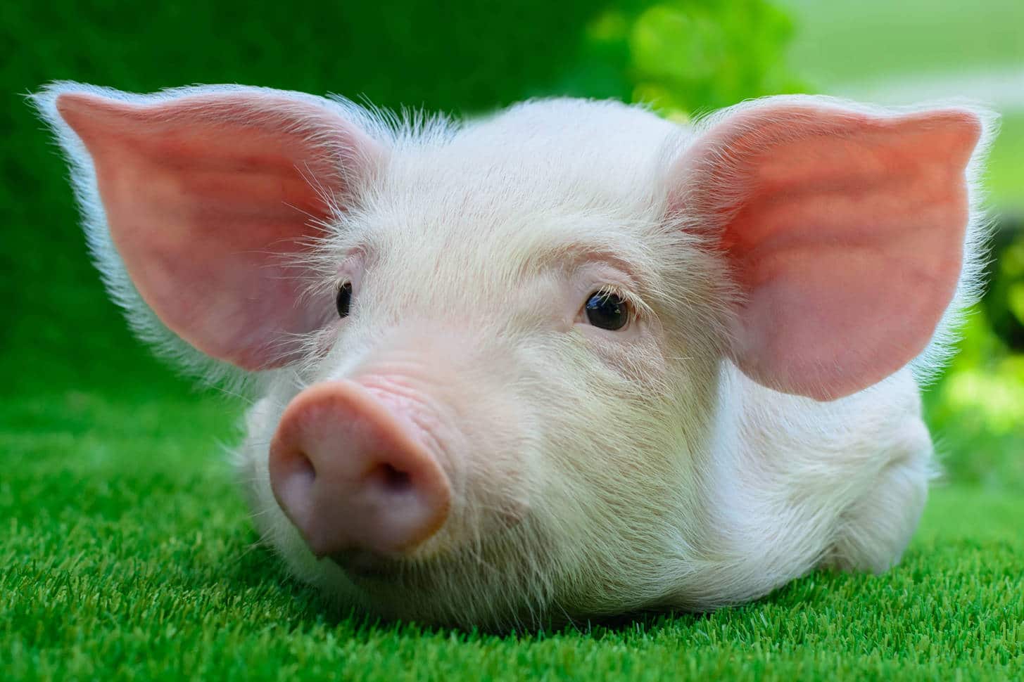 What Sound Does A Pig Make
