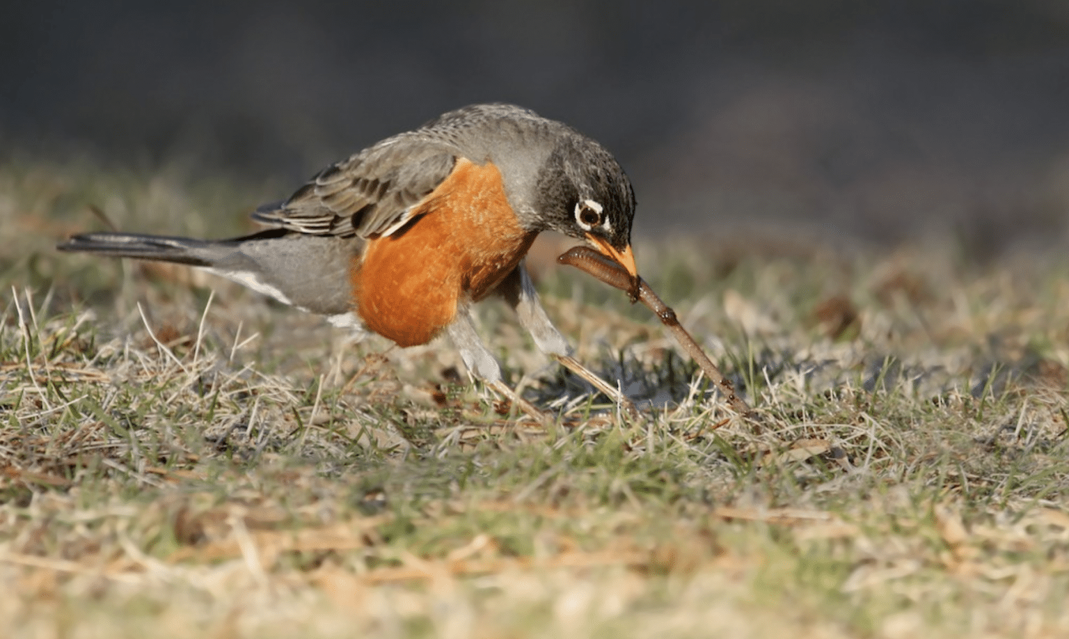 What Does The American Robin Eat