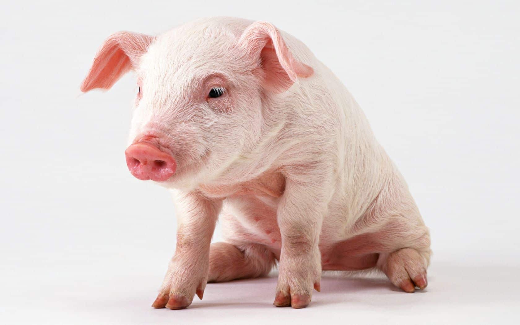 Why Are Pigs Pink