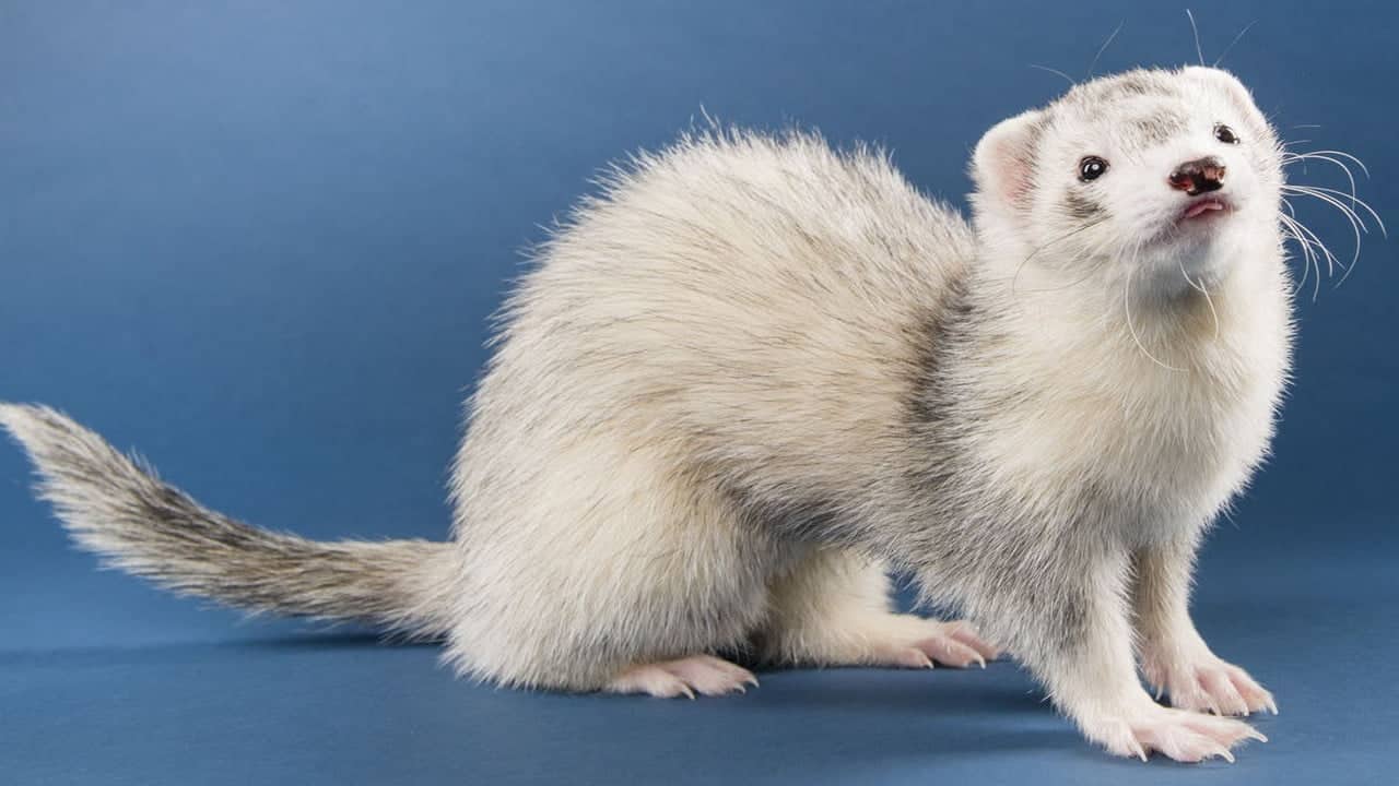 How Do Ferrets Show Affection