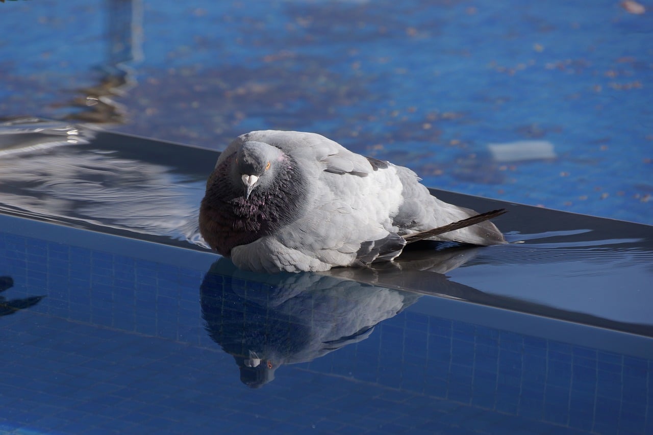 Can Pigeons Swim