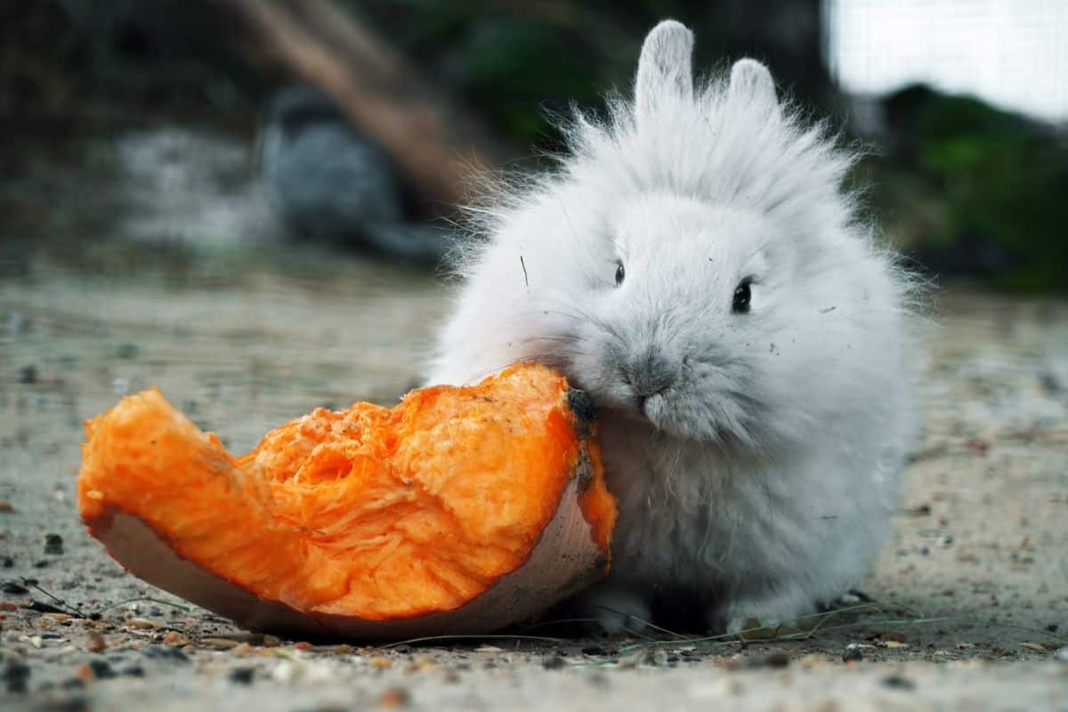 Can Rabbits Eat Pumpkin Seeds