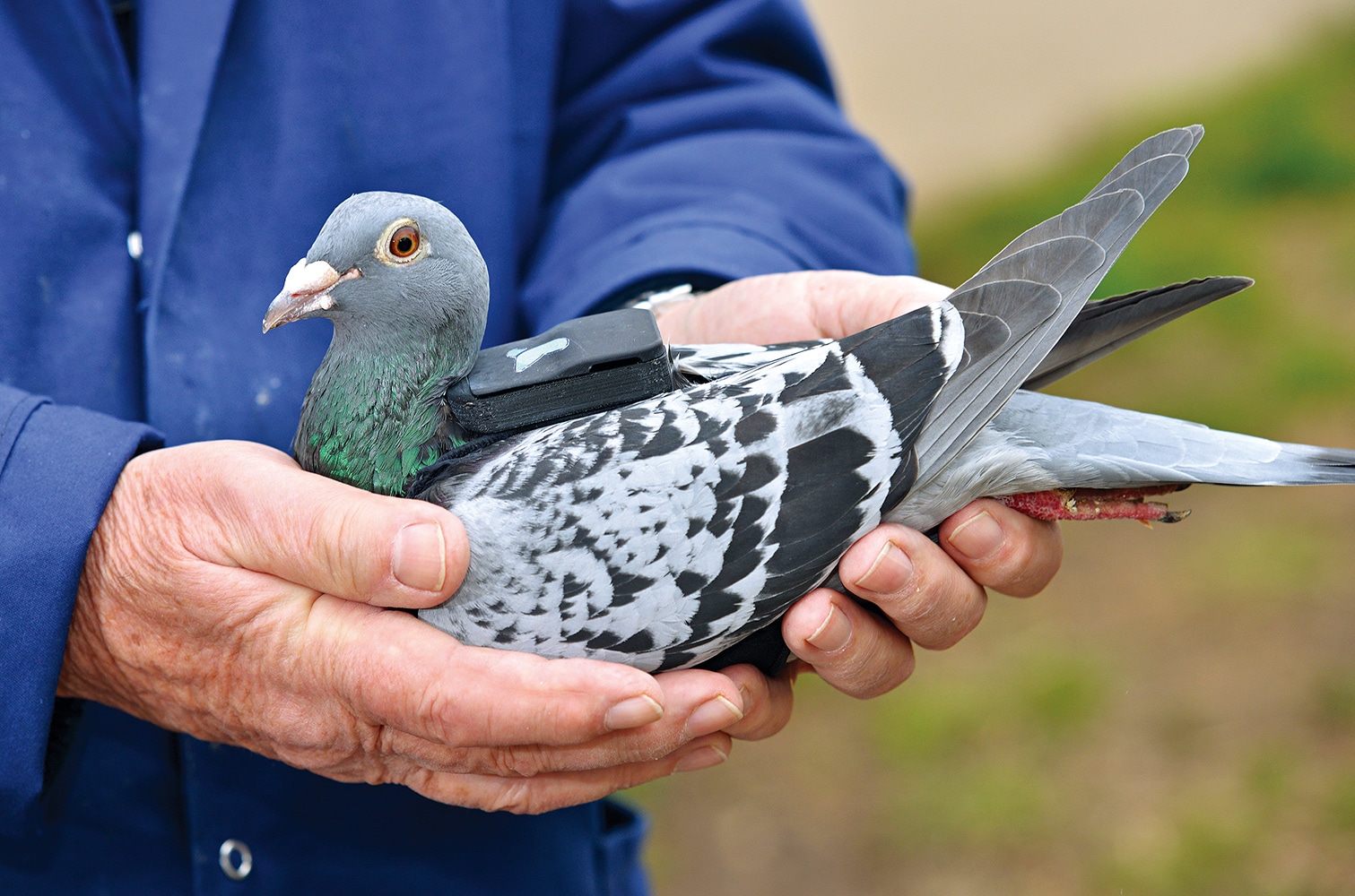 How Do Carrier Pigeons Know Where To Go