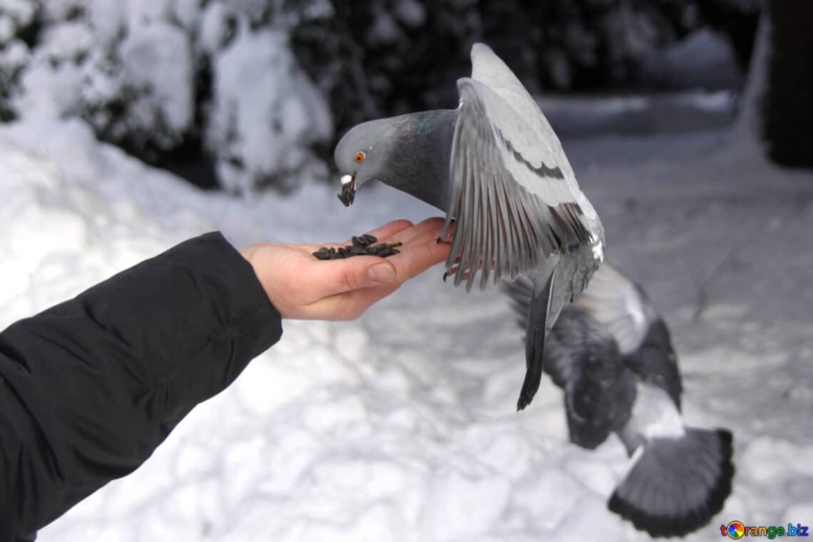 Do Pigeons Get Cold