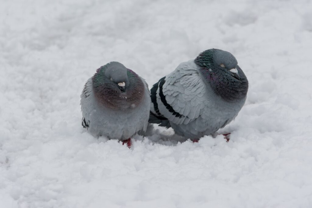 Do Pigeons Get Cold