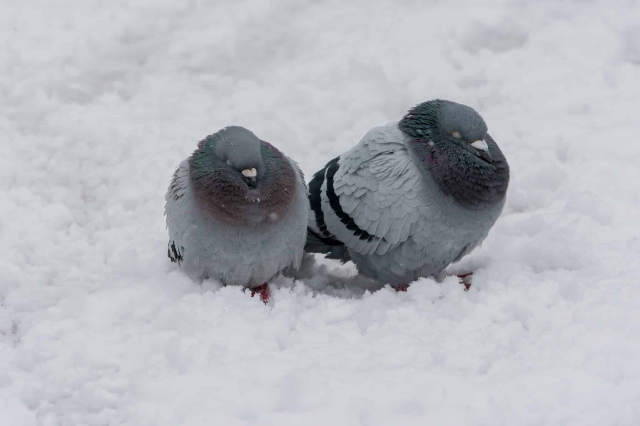 Do Pigeons Get Cold