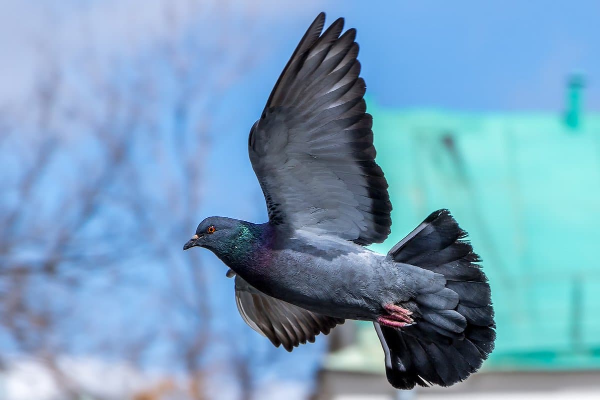 Do Pigeons Have Jaws