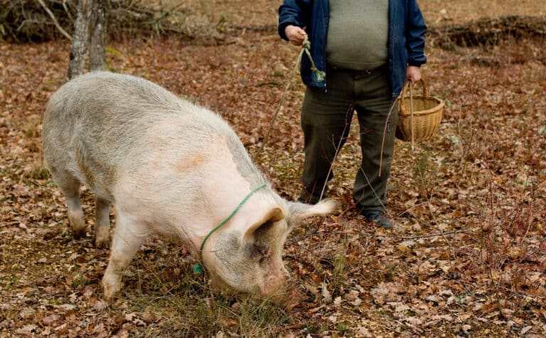 Do Pigs Find Truffles
