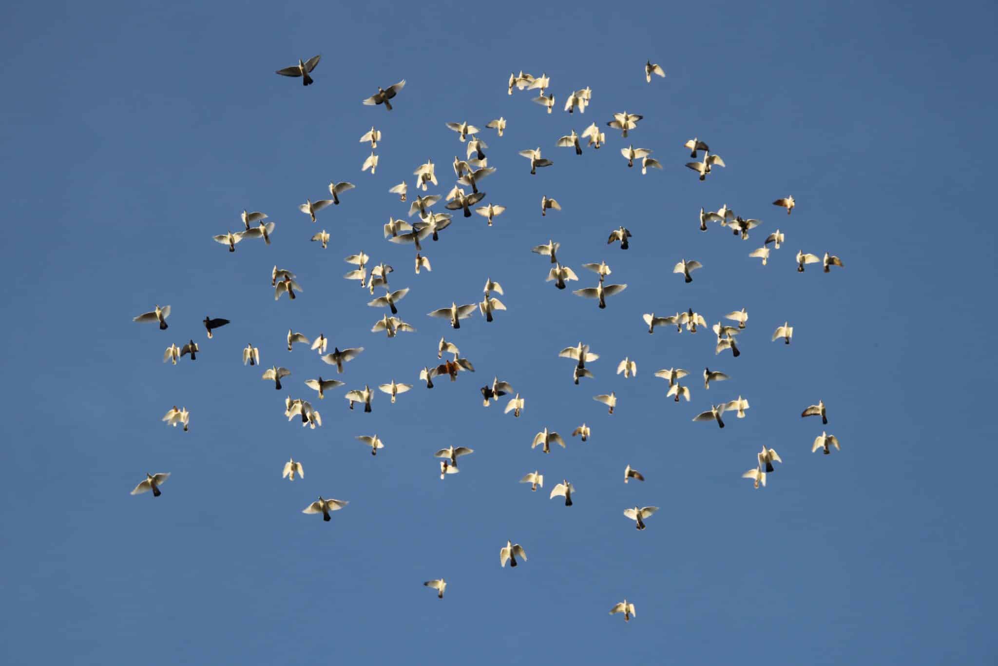 What Is A Flock Of Pigeons Called