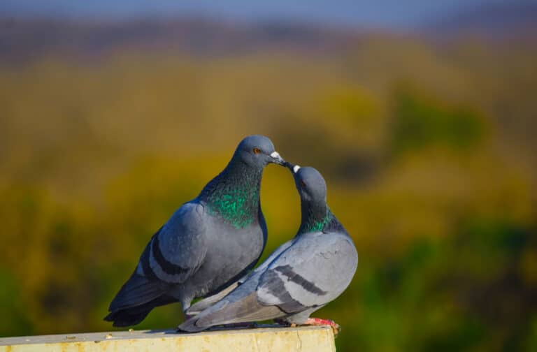 How Do Pigeons Reproduce