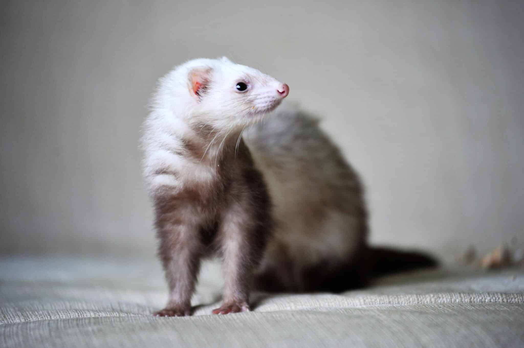 Can Ferrets Drink Milk
