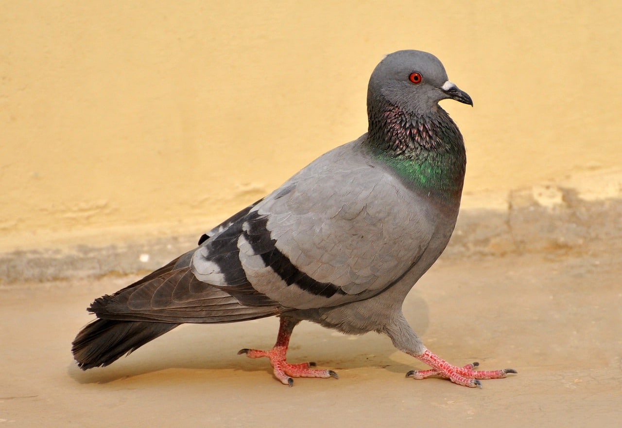 How Long Does A Pigeon Live