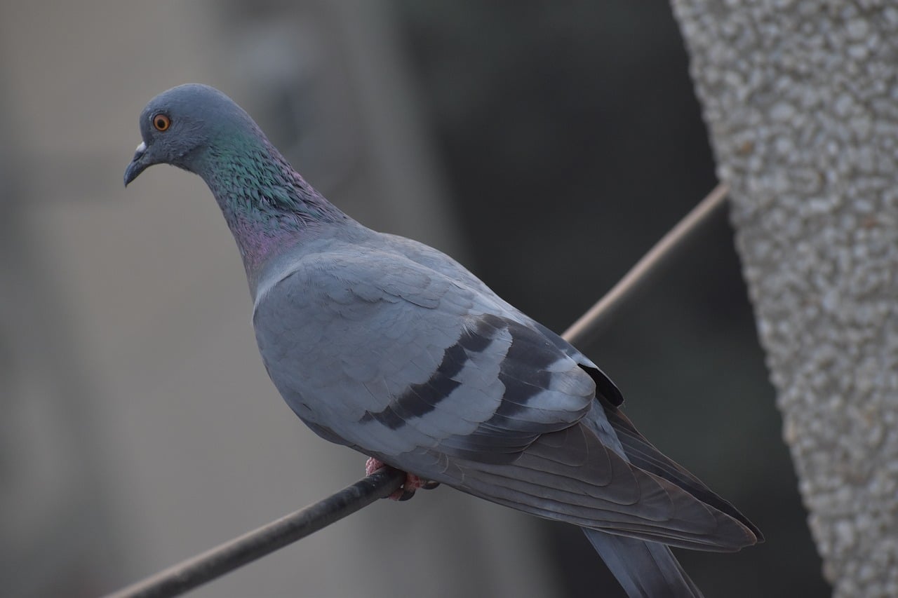 How Long Does A Pigeon Live