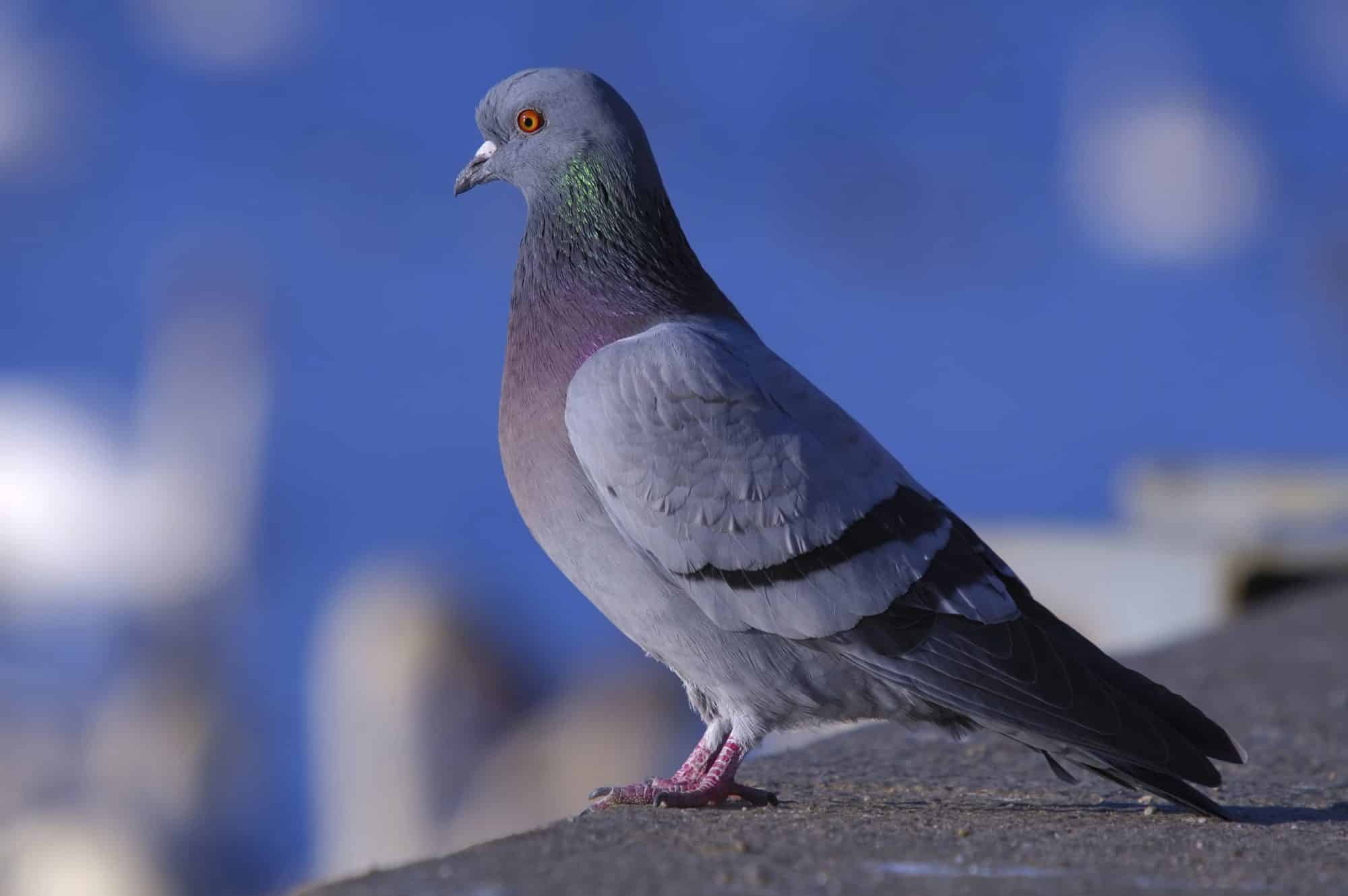 How Big Is A Pigeon