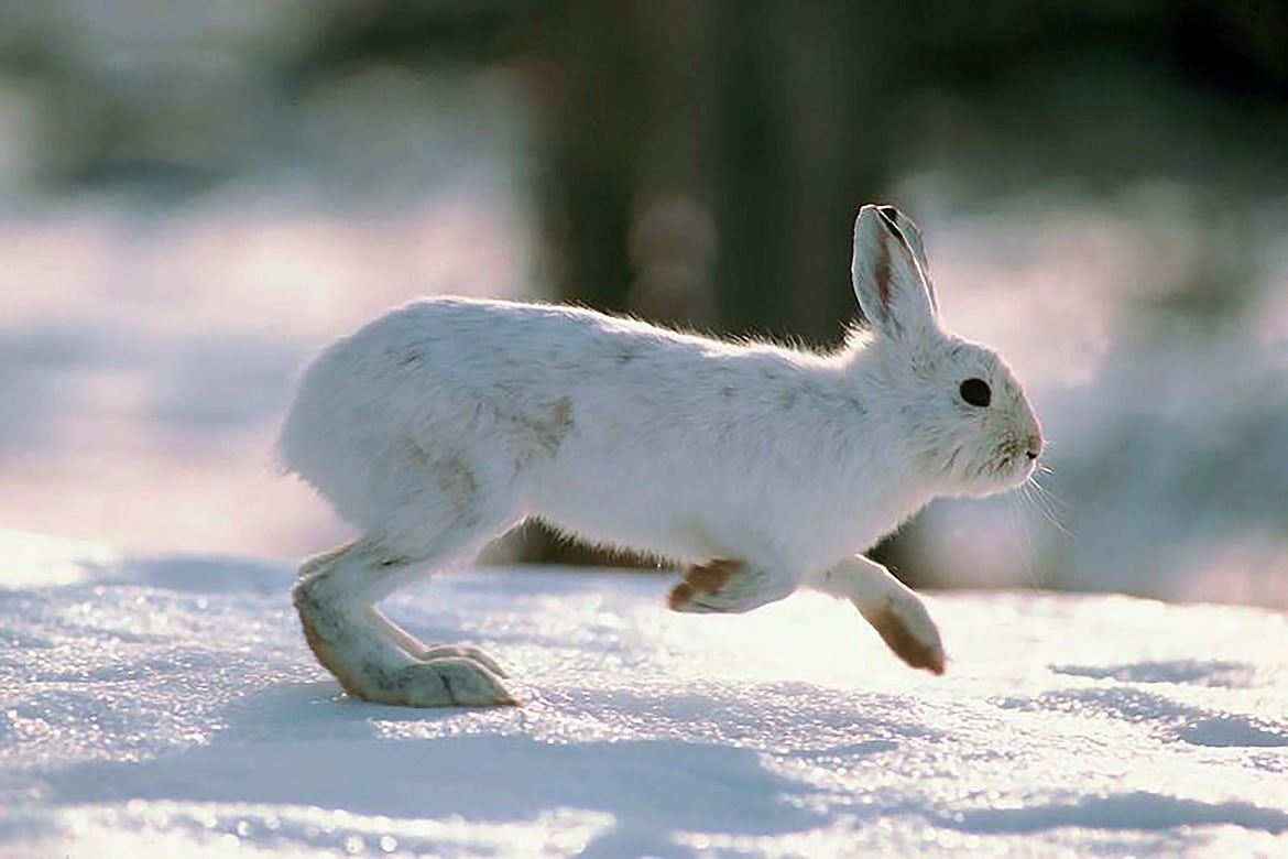 How Fast Can A Rabbit Run