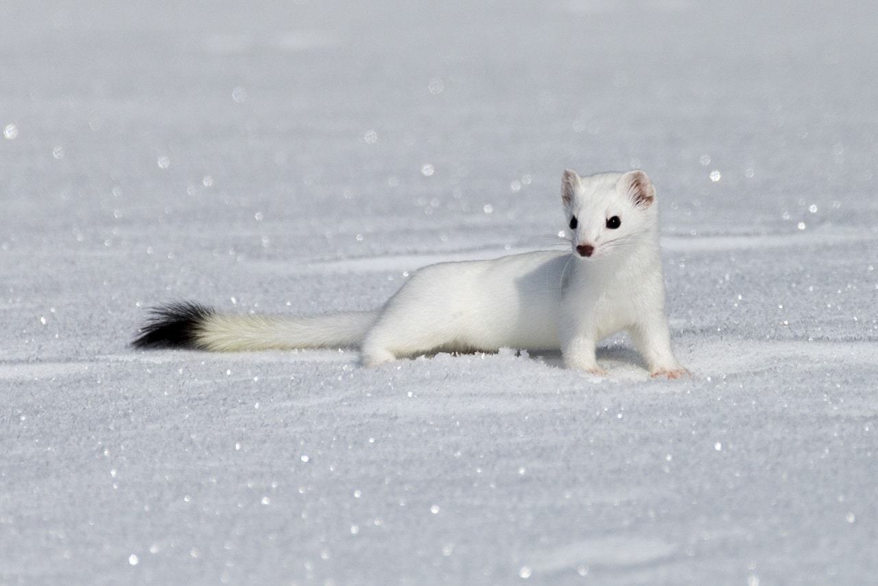 Do Ferrets Have Tails