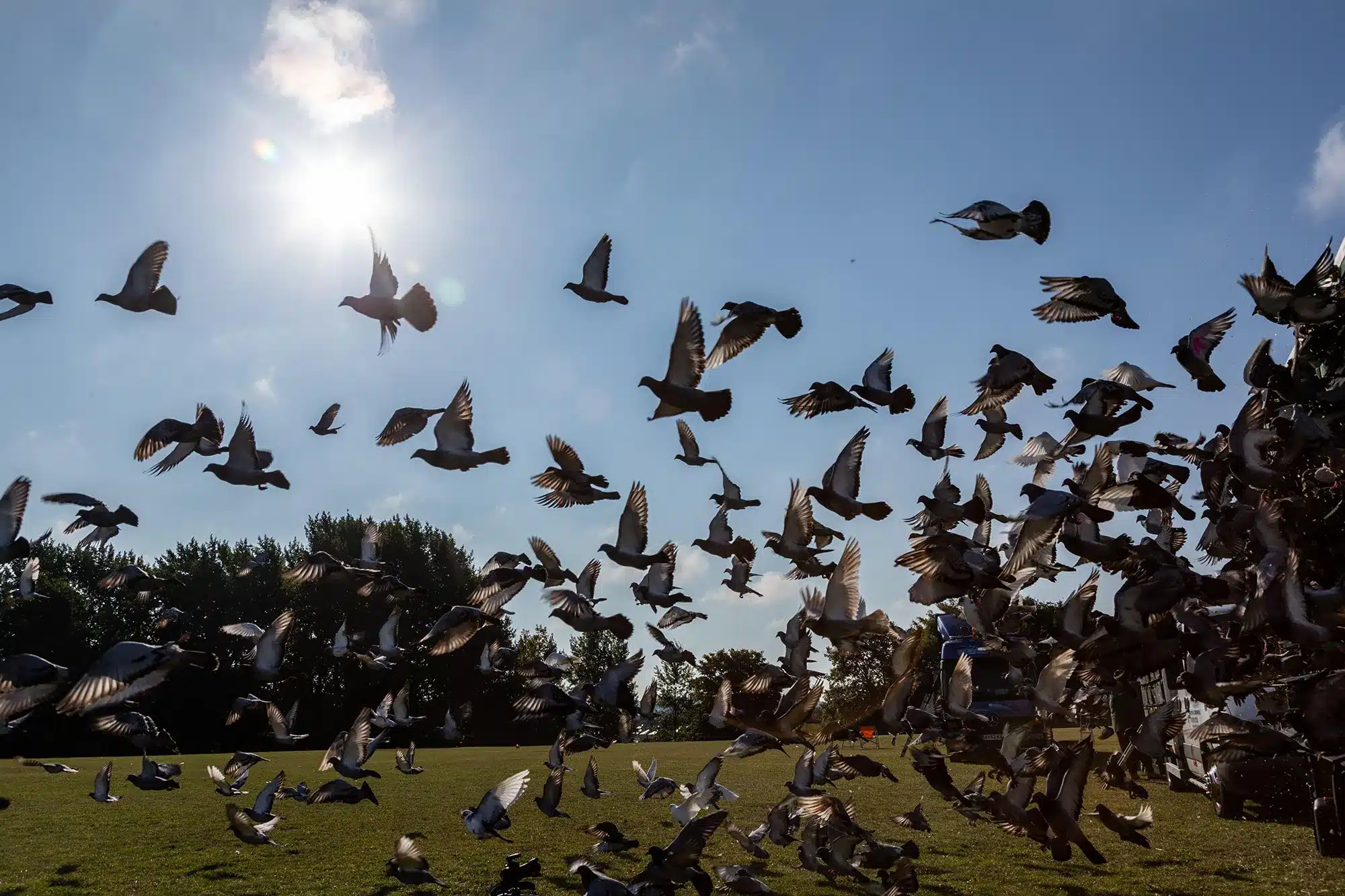 What Is A Flock Of Pigeons Called