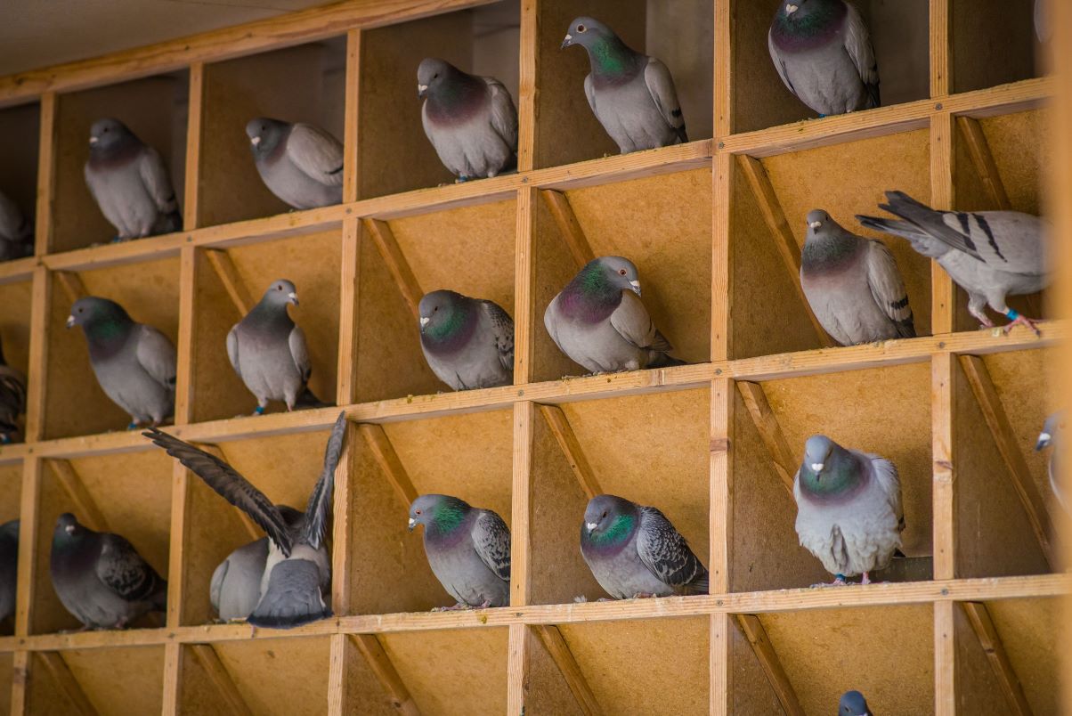 What Is A Pigeon Hole