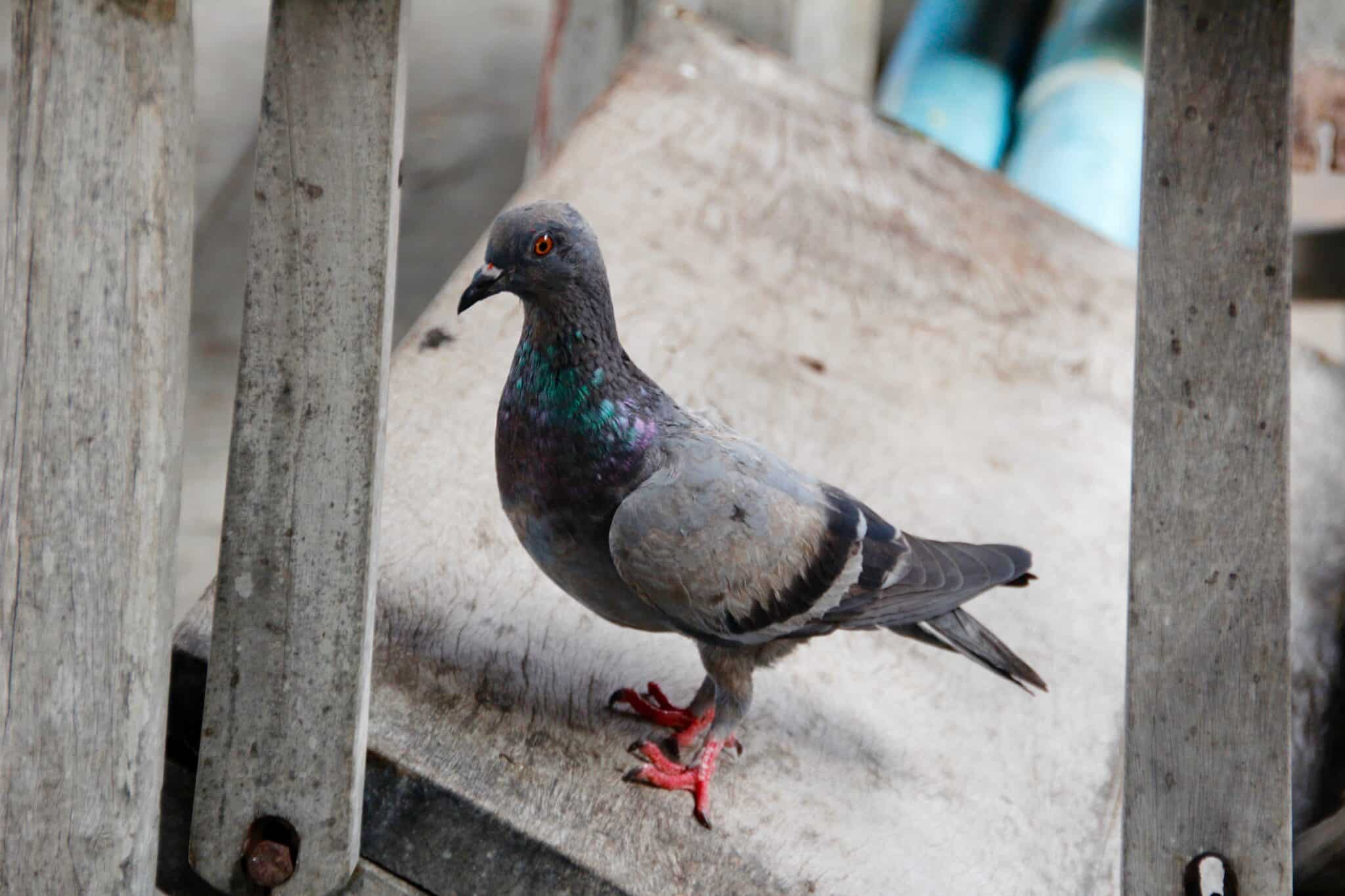 What Is The Opposite Of Pigeon Toed