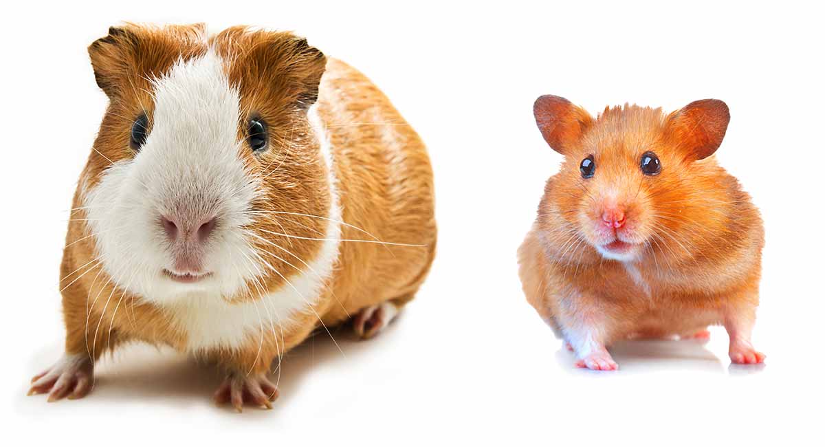 What's The Difference Between A Hamster And A Guinea Pig