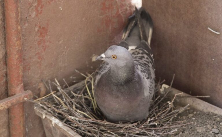 Where Do Pigeons Live