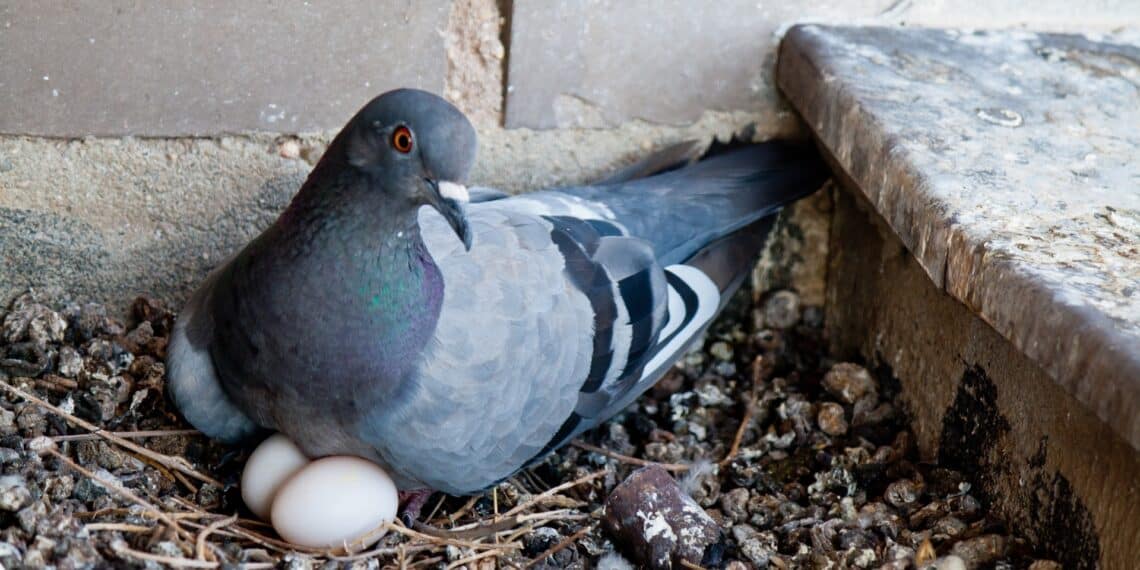 Where Do Pigeons Live