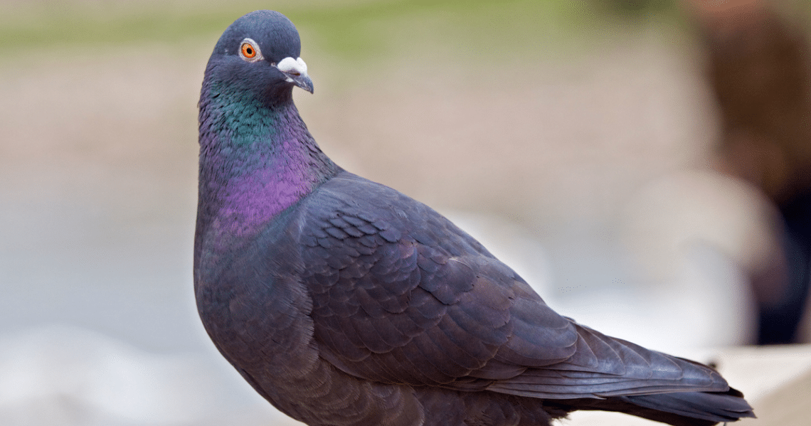 Why Do Pigeons Bob Their Head