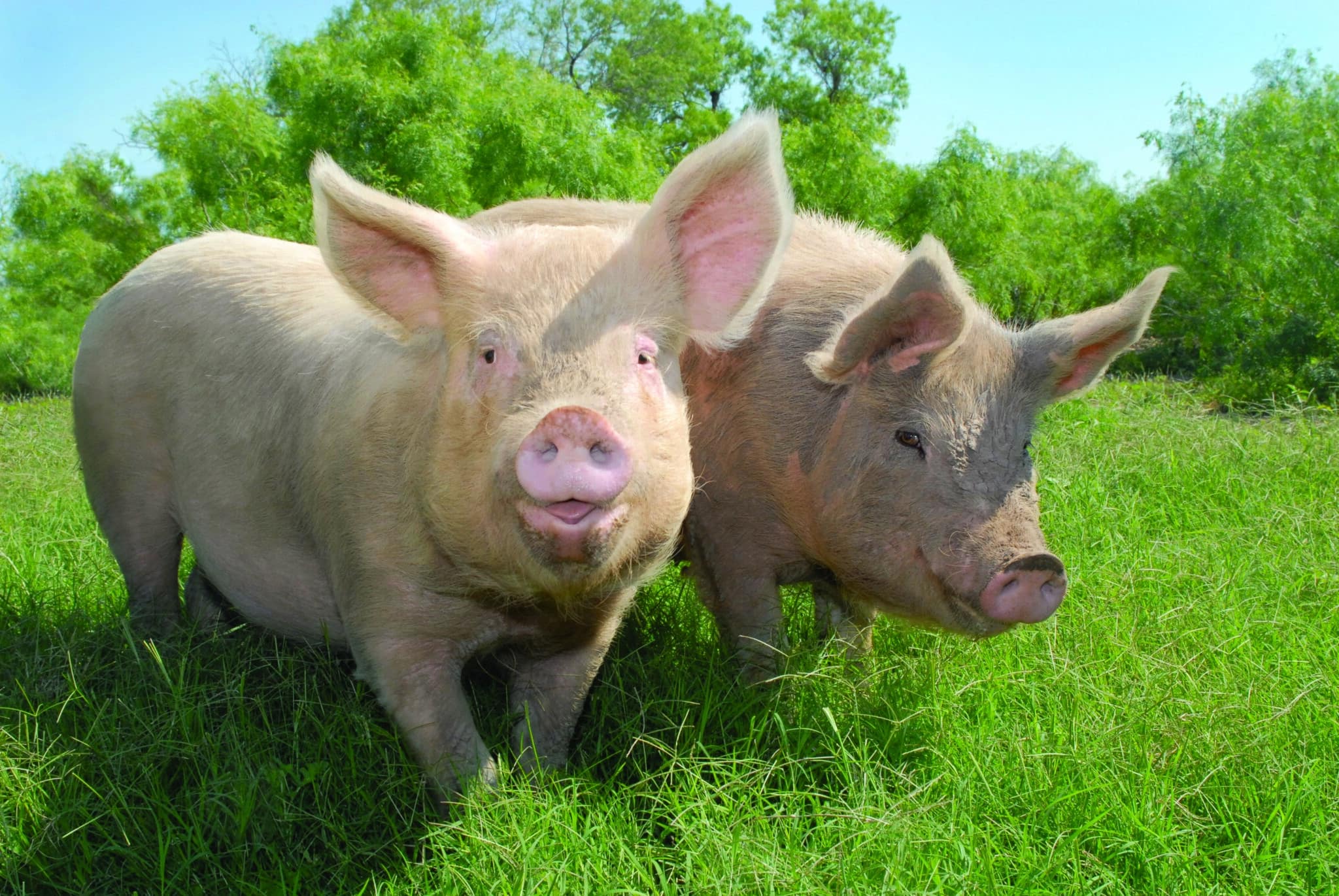 Why Did The Gadarenes Have Pigs