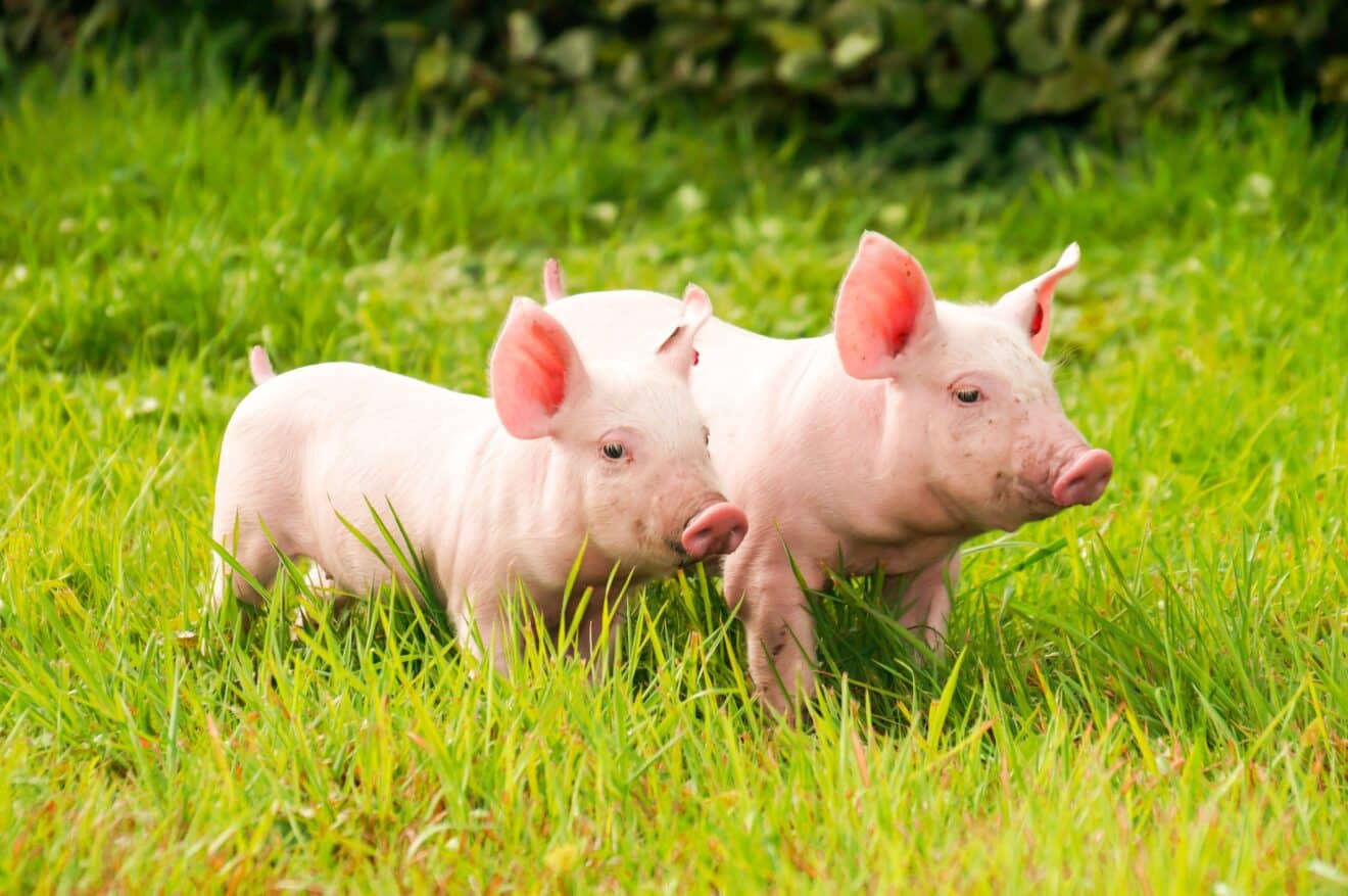 How Do Pigs Keep Their Feet Clean