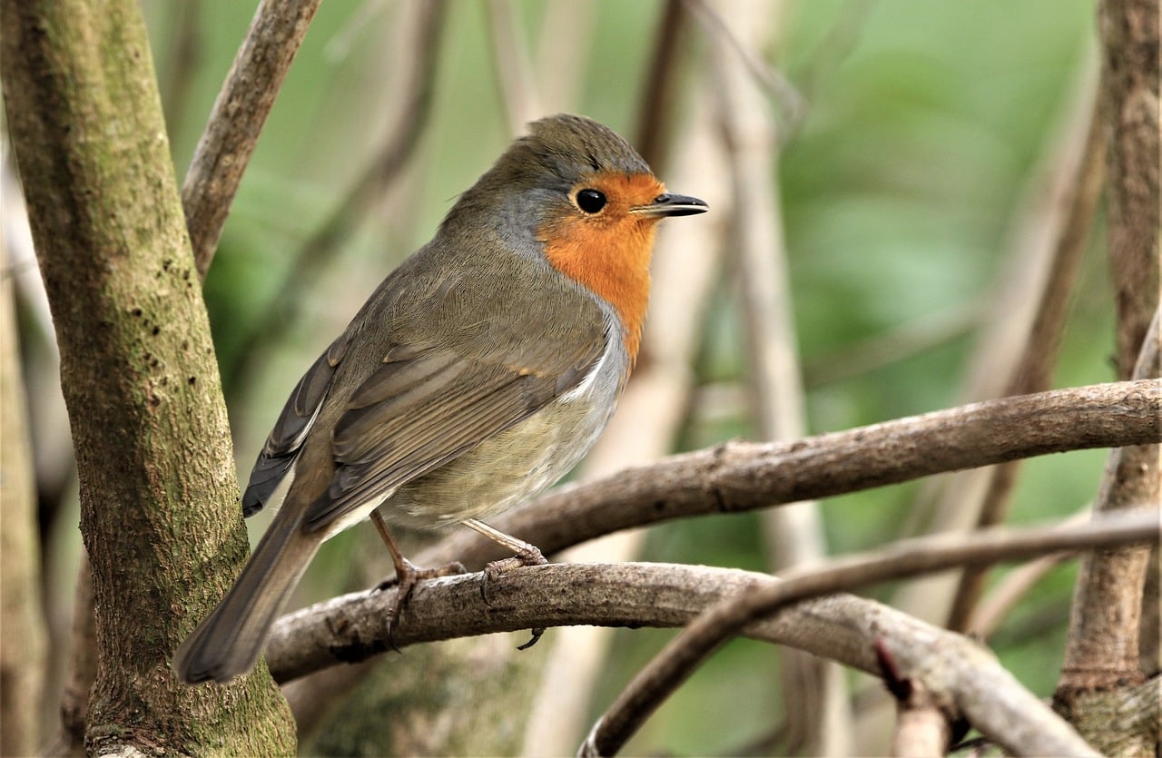 Are Robins Territorial