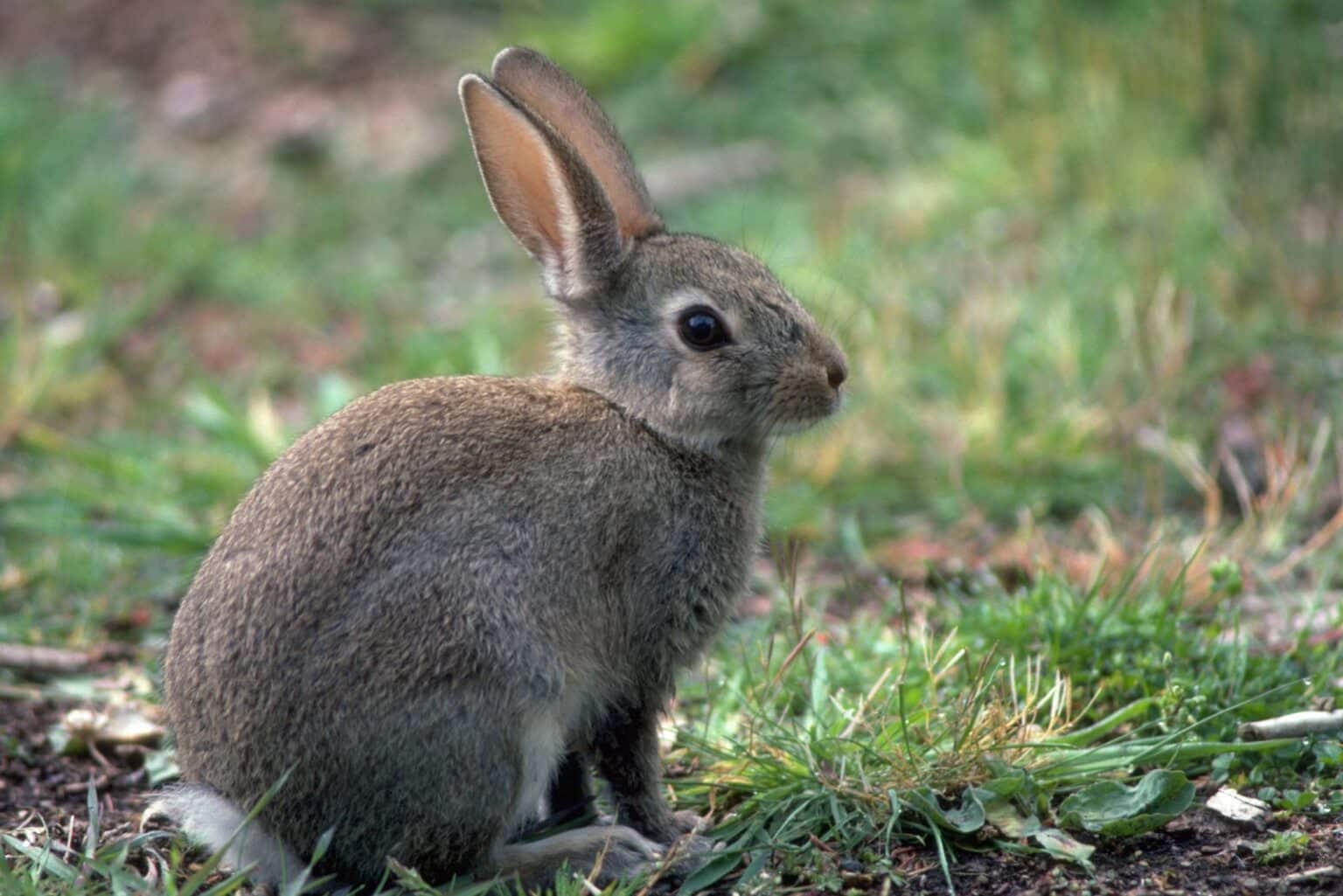 Is A Rabbit A Primary Consumer